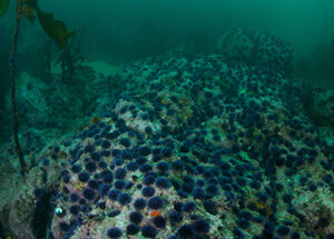 Sea otters maintain remnants of healthy kelp forest amid sea urchin ...