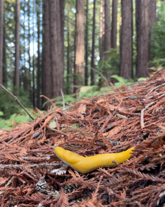 UC Santa Cruz scientists slither into the history books with first ...