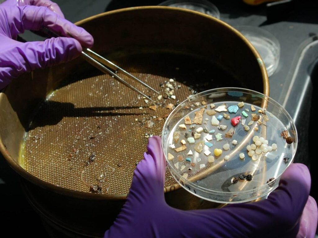 Ubiquitous plastics may trigger hormone disruption in seabirds, new ...