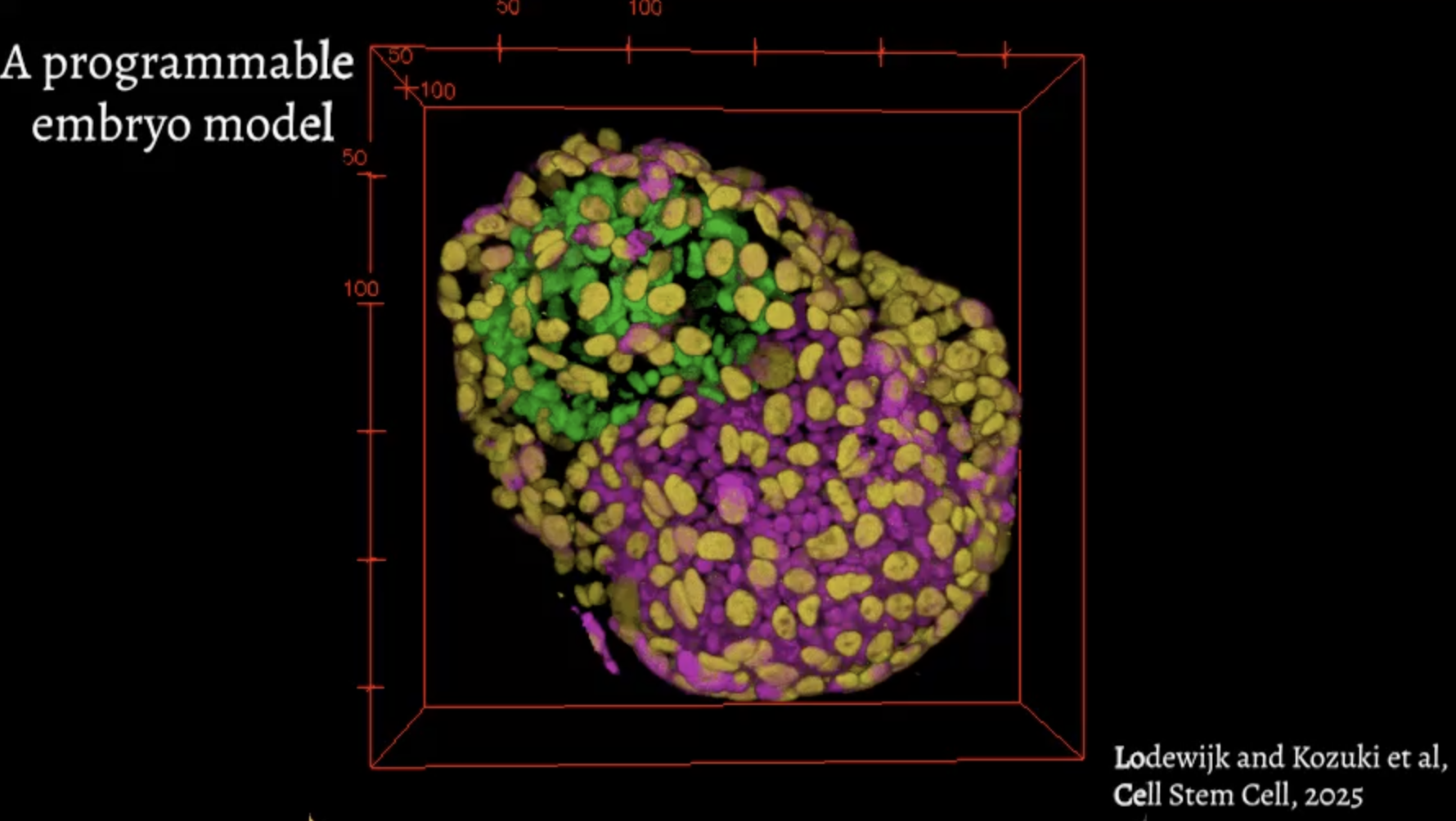Scientists program stem cells to mimic first days of embryonic ...
