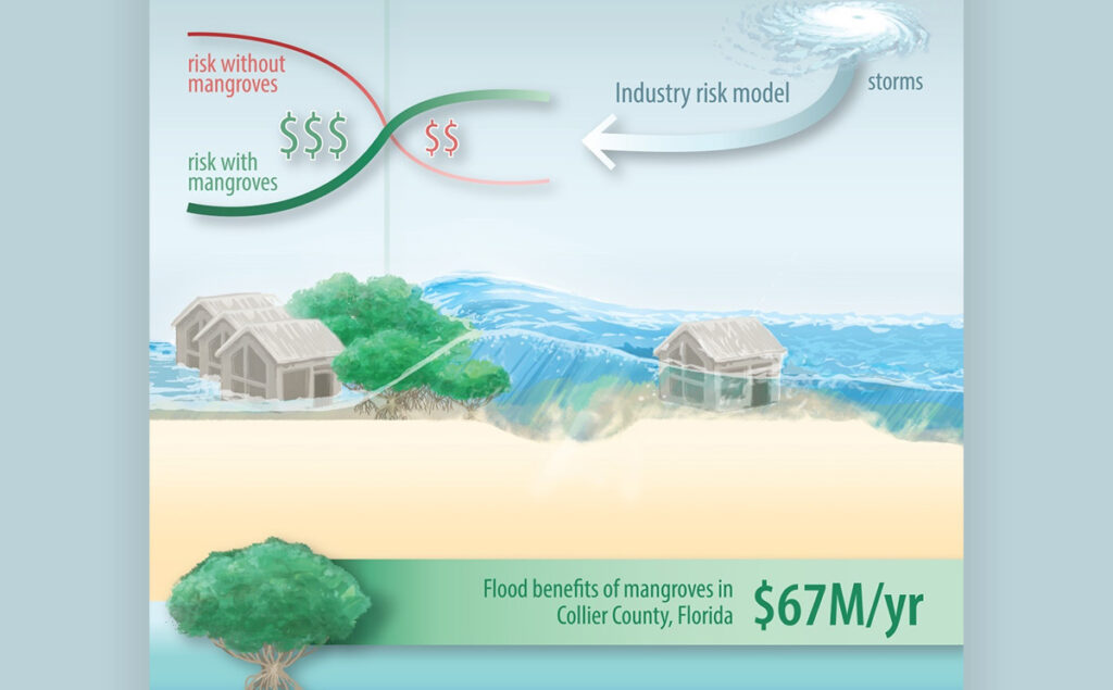 New study values the benefits of mangroves for reducing property ...